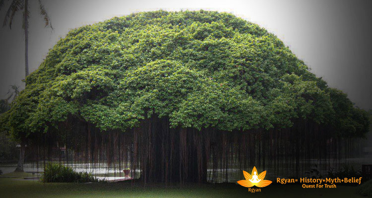 How To Worship The Banyan(Bargad) Tree | Rgyan